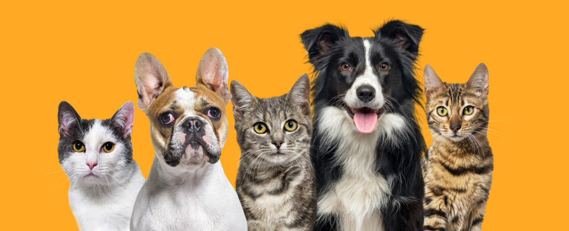 Çfarë duhet të blini për kafshën tuaj shtëpaike | foleja